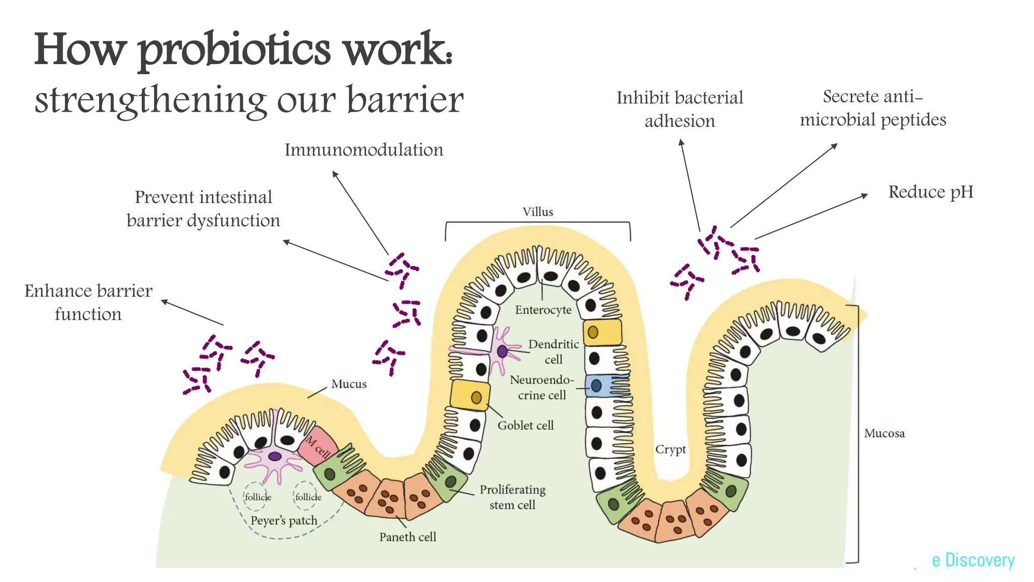 Microbiome 101 | PPTX
