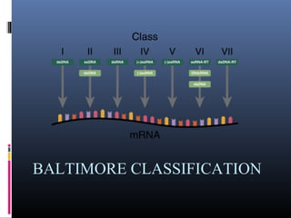 viral taxonomy (microbiology) | PPT | Operating Systems | Computer ...