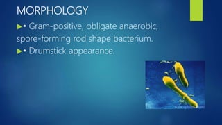 clostridium tetani | PPTX