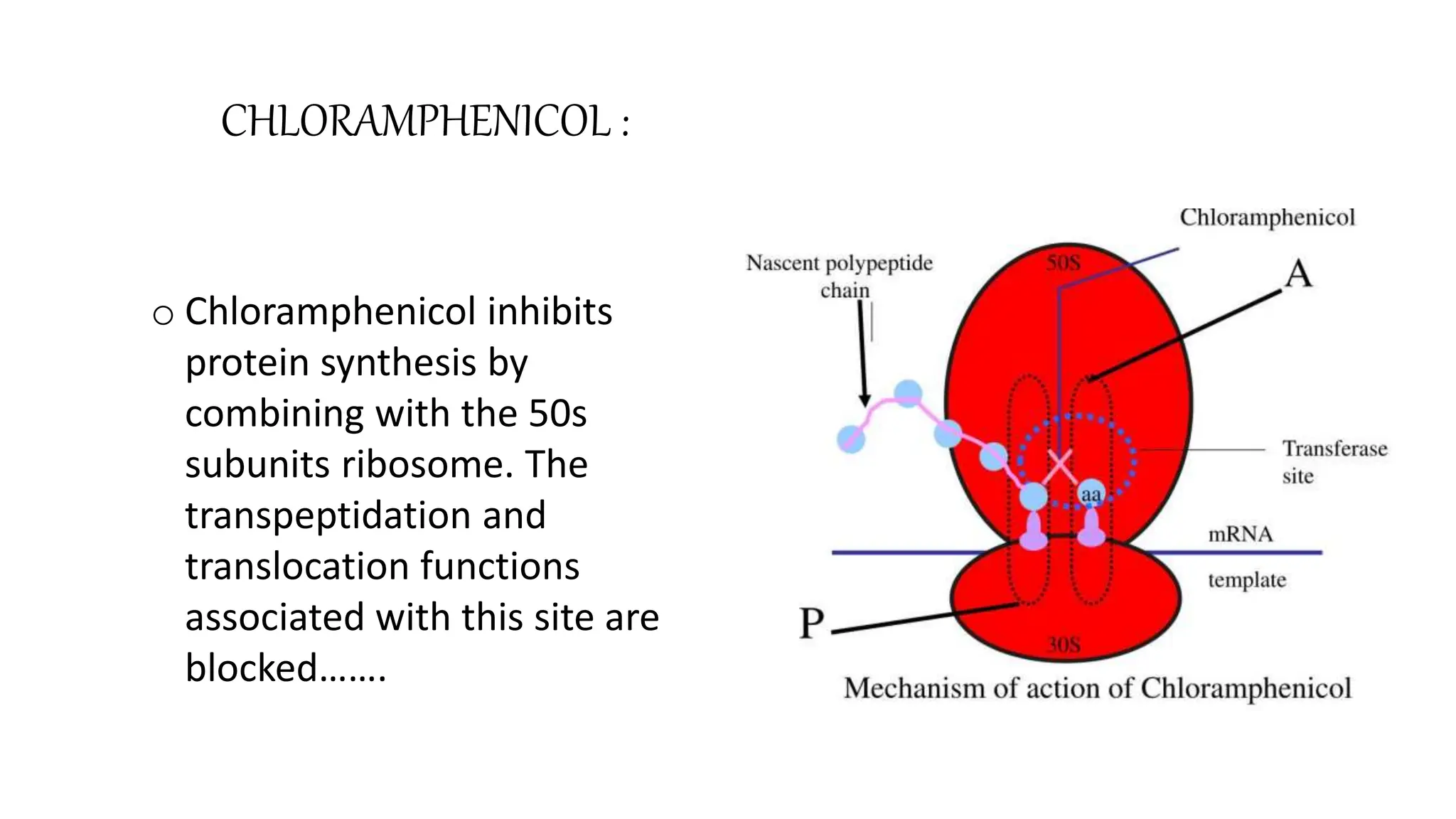 PROTEIN SYNTHESIS INHIBITION | PPTX