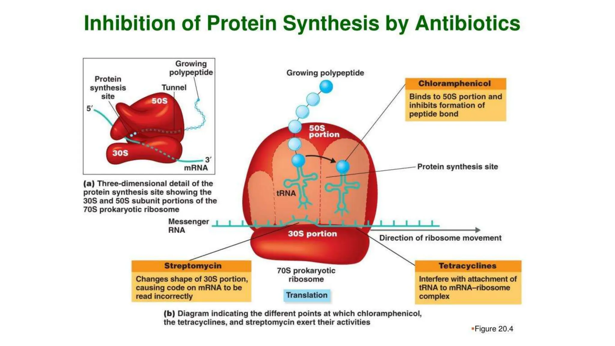 PROTEIN SYNTHESIS INHIBITION | PPTX