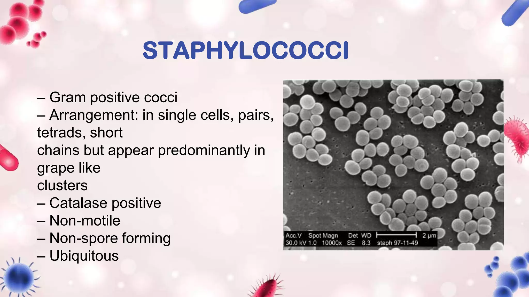 Microbiology : Staphylococci | PPTX