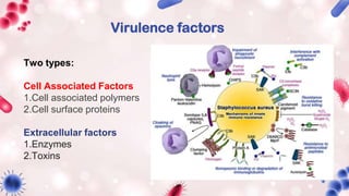 Microbiology : Staphylococci | PPTX | Chemistry | Science