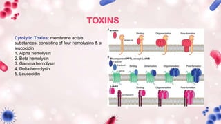 Microbiology : Staphylococci | PPTX | Chemistry | Science