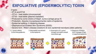 Microbiology : Staphylococci | PPTX | Chemistry | Science