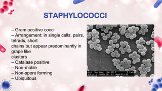Microbiology : Staphylococci | PPTX | Chemistry | Science