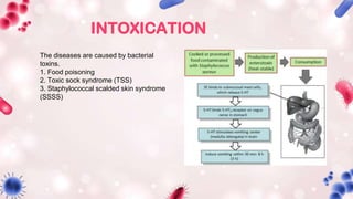 Microbiology : Staphylococci | PPT