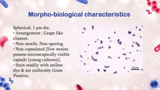 Microbiology : Staphylococci | PPTX | Chemistry | Science