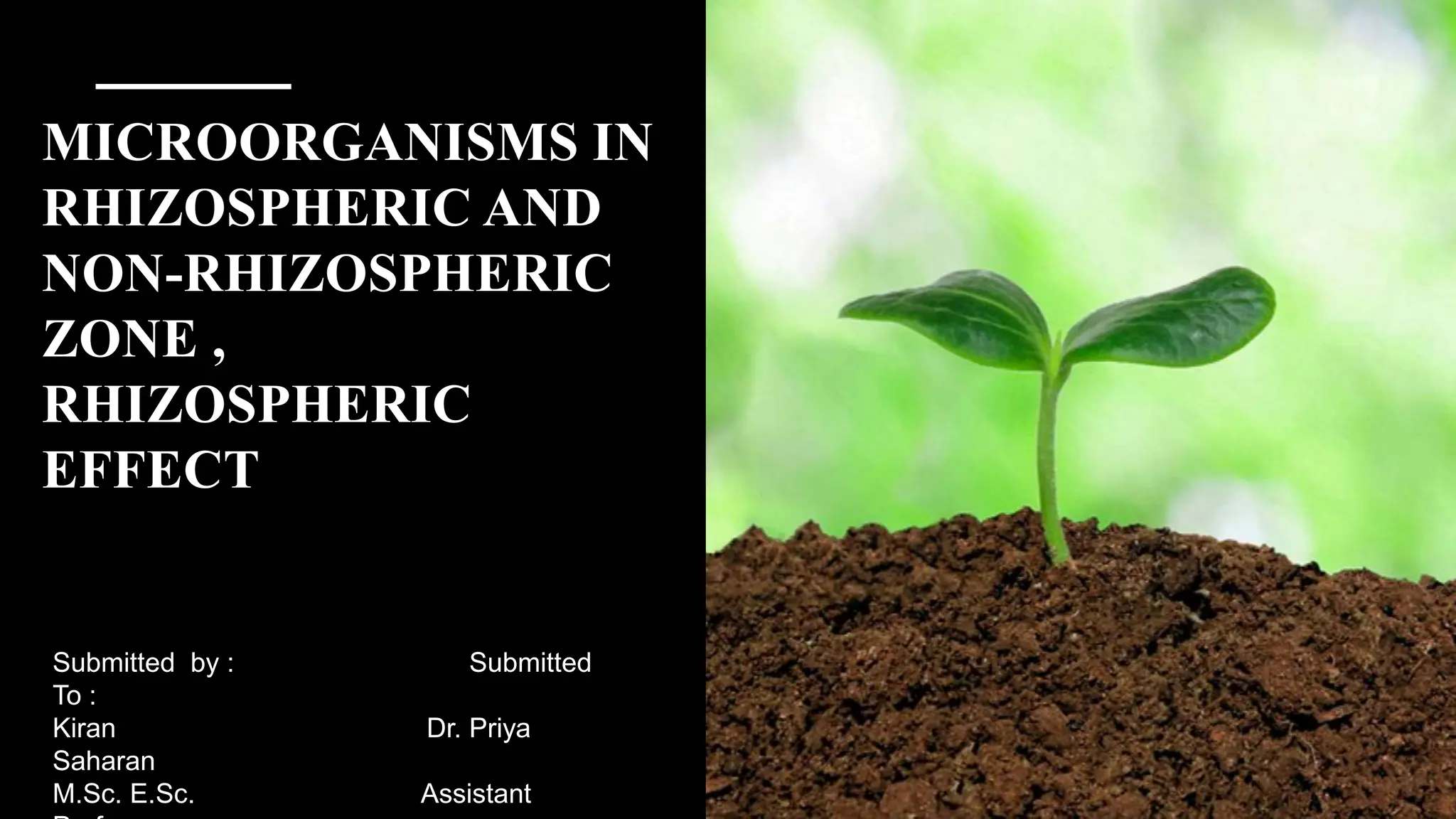 Microbial diversity in Rhizospheric and non Rhizospheric zone of soil ...