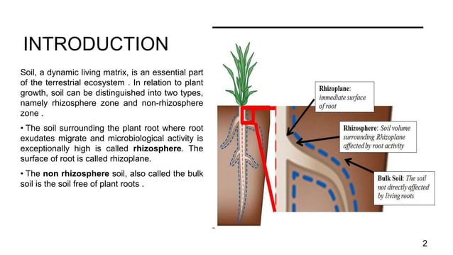 Microbial diversity in Rhizospheric and non Rhizospheric zone of soil ...