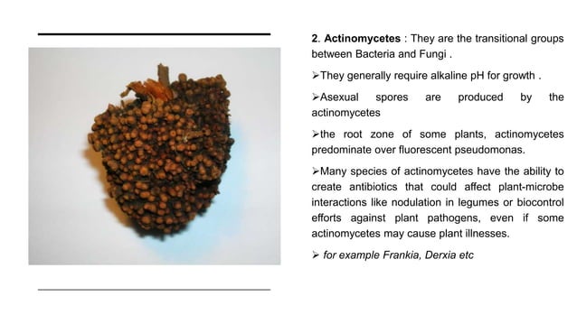 Microbial diversity in Rhizospheric and non Rhizospheric zone of soil ...