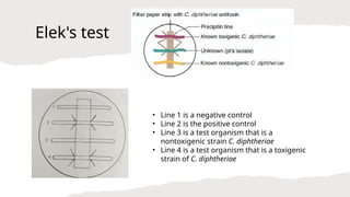 Microbiology Presentation - Diphtheriae.pptx