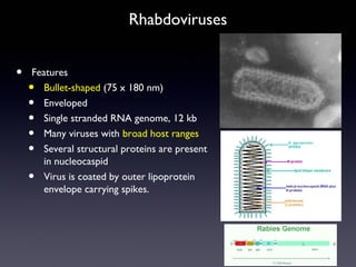 Micro bio(rhebovirus) | PPT