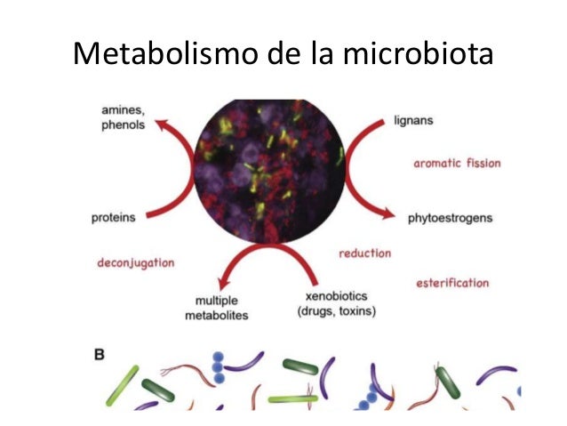 Interacción entre la microbiota intestinal y el metabolismo: Perspect…