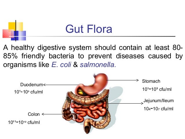 Normal Gut Flora