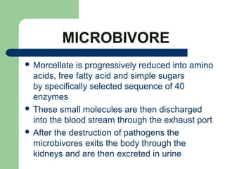 Microbivores-The future of Nanomedicines | PPT
