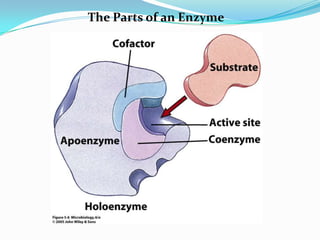 MIC310 (Microbial Physiology) - Chapter 4 : Enzymes | PPTX