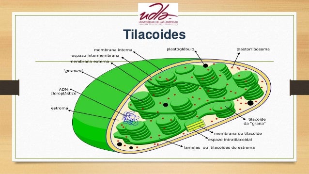 Curso de Microbiología cap iv