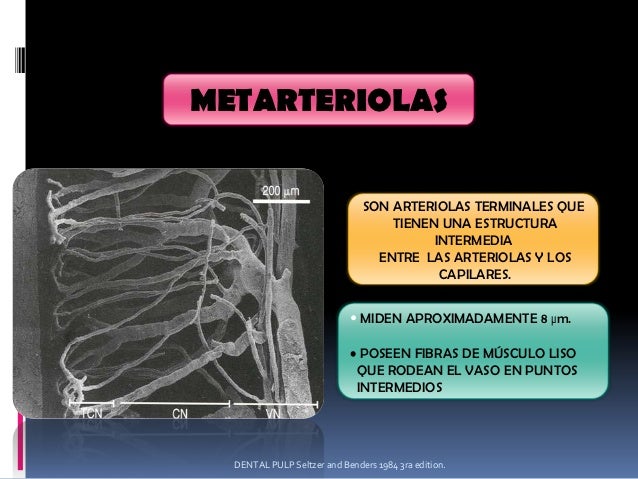 Microcirculación pulpar