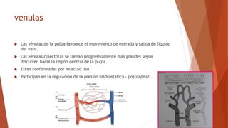 MICROCIRCULACION PULPAR^J INERVACION PULPAR.pptx
