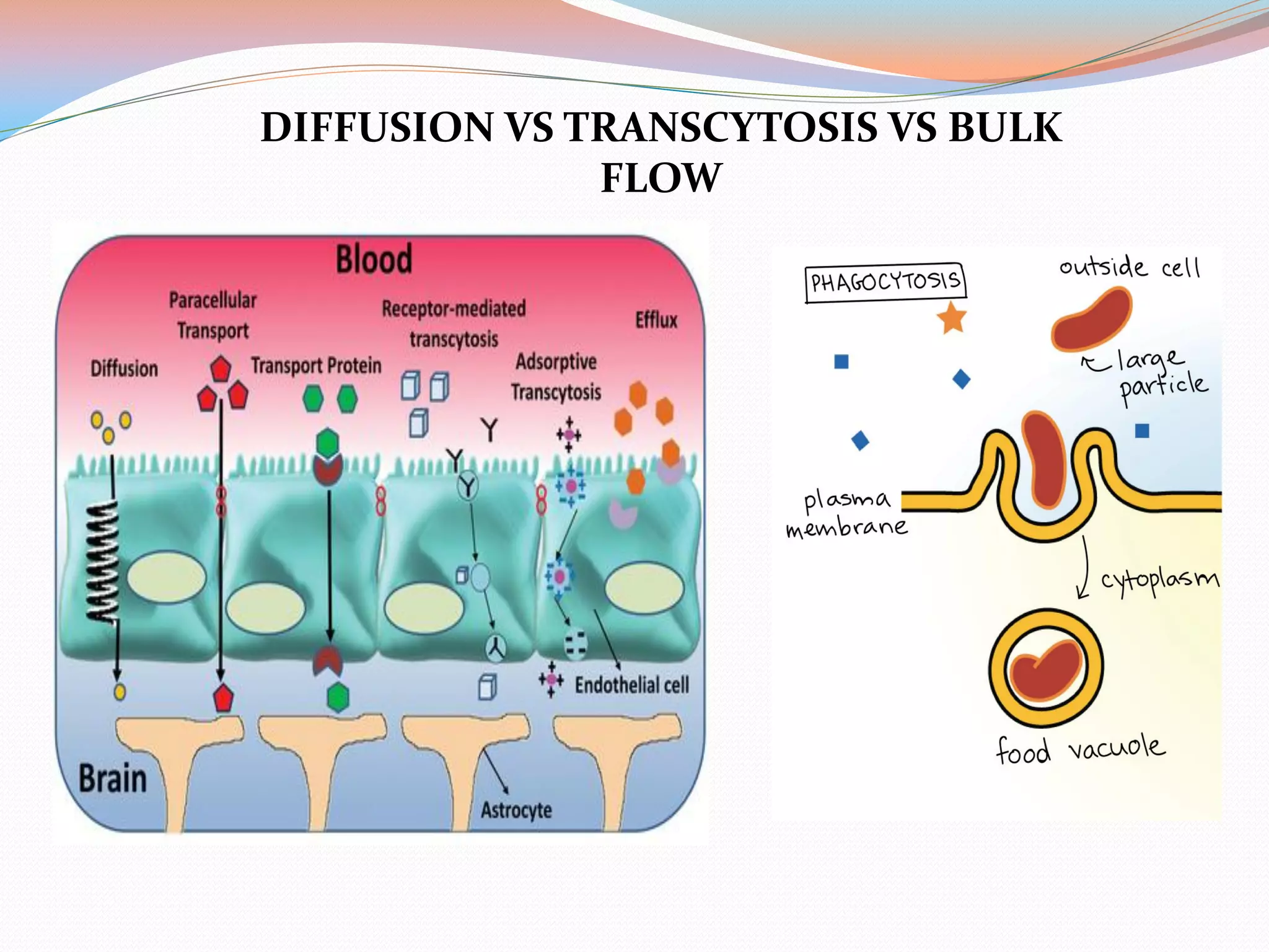 Microcirculation and Capillary exchange | PDF