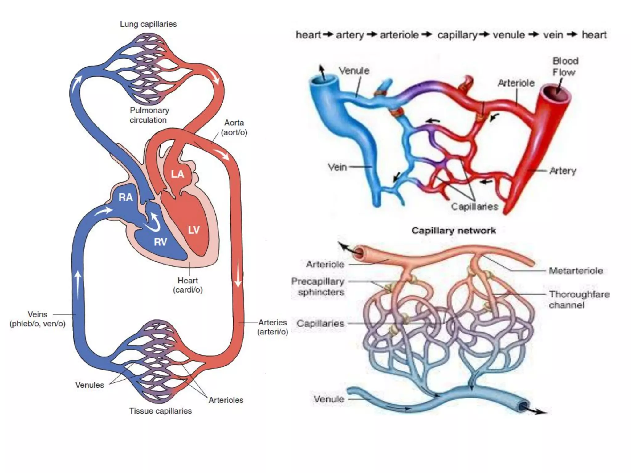 Microcirculation And Capillary Exchange Pdf