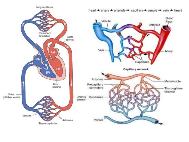 Microcirculation and Capillary exchange | PPT