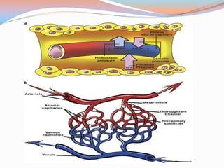 Microcirculation and Capillary exchange | PDF