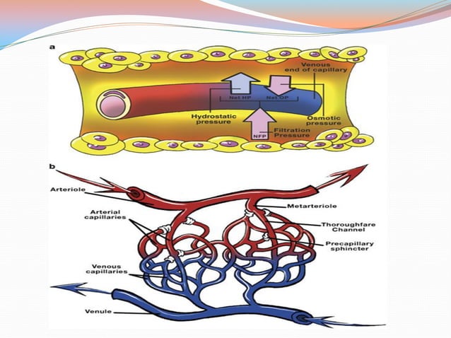 Microcirculation and Capillary exchange | PPT