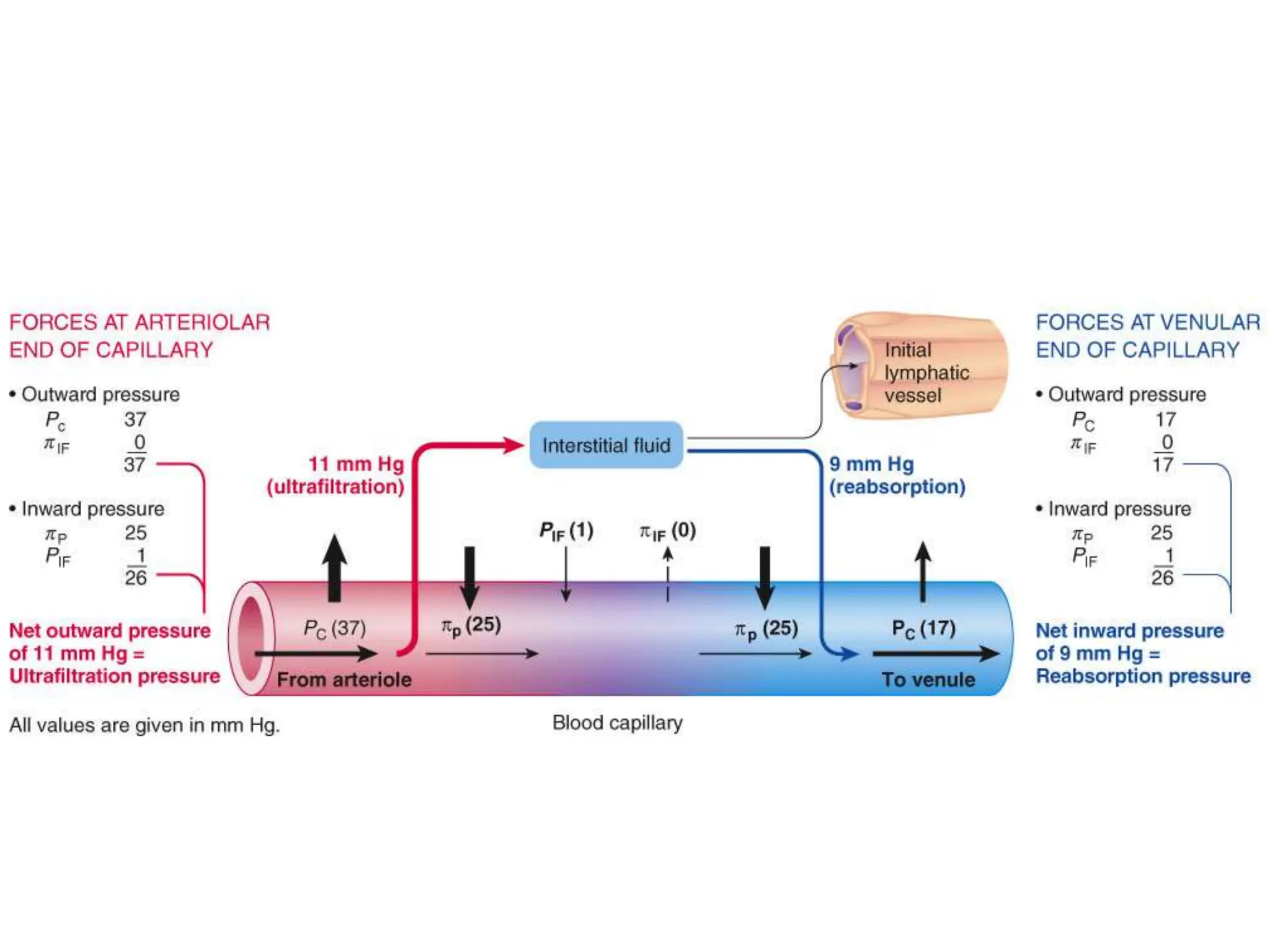 MICROCIRCULATION overview. Cardiovascular system | PPT