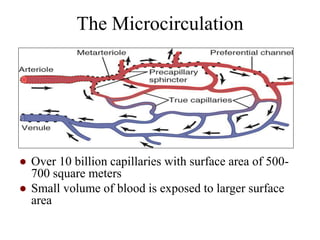 MICROCIRCULATION overview. Cardiovascular system | PPT
