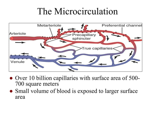MICROCIRCULATION overview. Cardiovascular system | PPT | Heart and ...