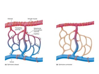 MICROCIRCULATION overview. Cardiovascular system | PPT