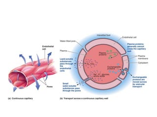 MICROCIRCULATION overview. Cardiovascular system | PPT