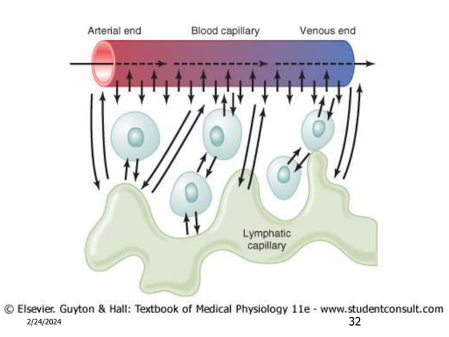 MICROCIRCULATION overview. Cardiovascular system | PPT | Heart and ...