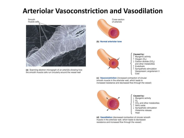 MICROCIRCULATION overview. Cardiovascular system | PPT | Heart and ...