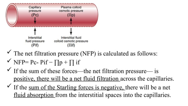 microcirculation - COMPONENTS- STRUCTURE - FUNCTIONS - IMPORTANCE | PPT