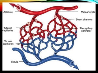 Microcirculation vs macrocirculation | PPTX