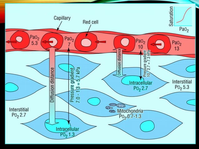 Microcirculation vs macrocirculation