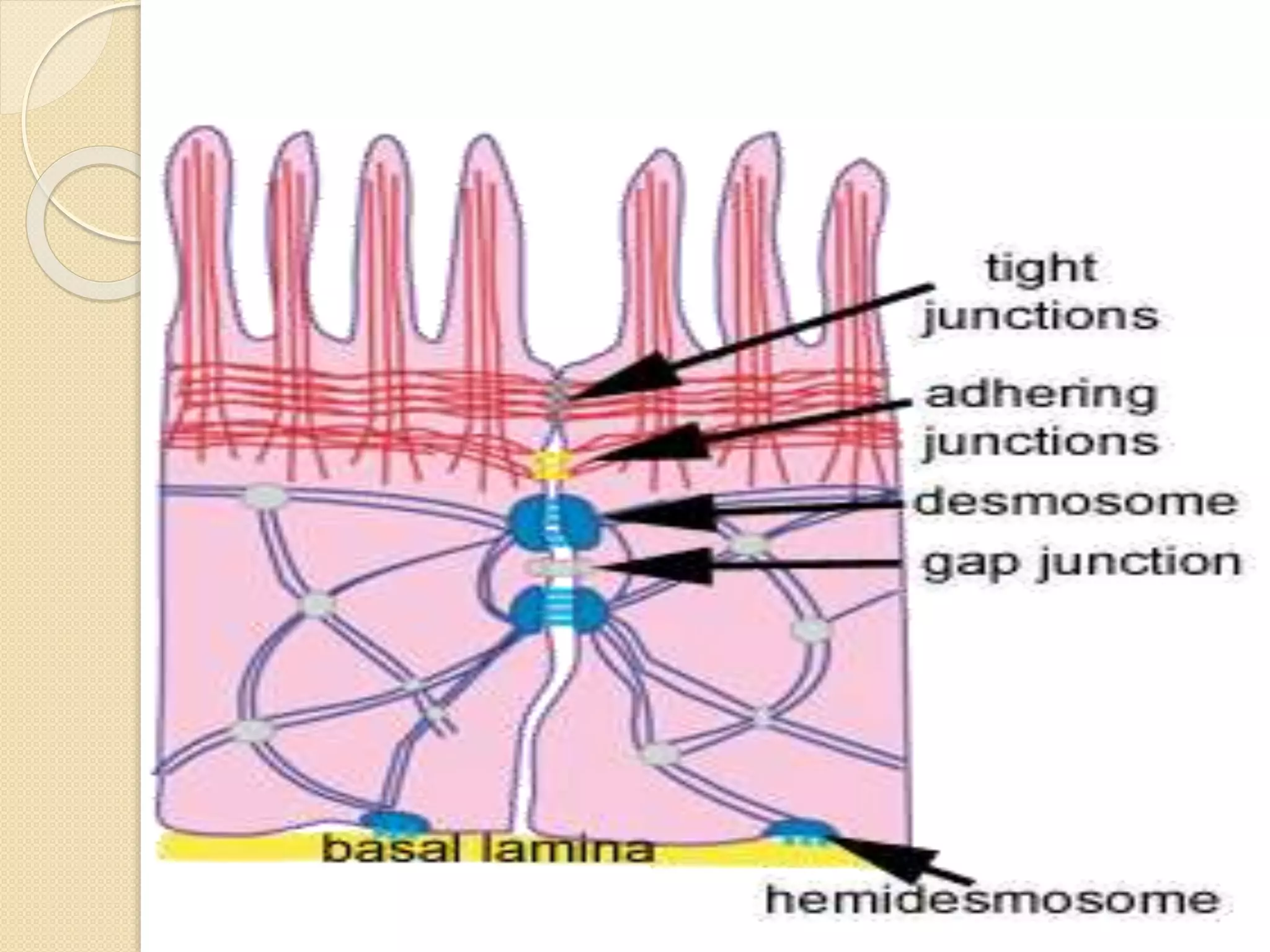 MICROCLIMATE PH AND CELL TIGHT JUNCTION.pptx