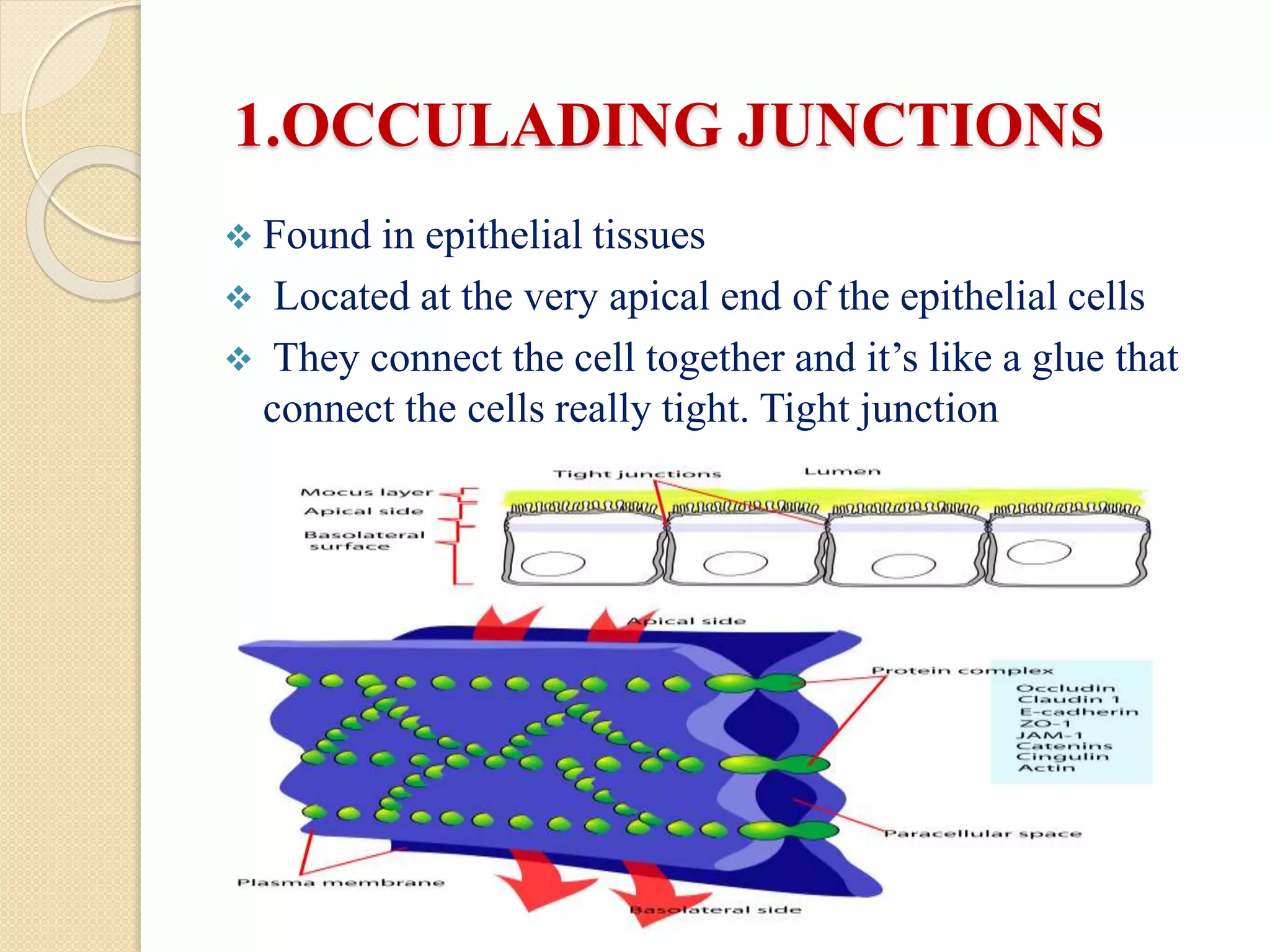 MICROCLIMATE PH AND CELL TIGHT JUNCTION.pptx