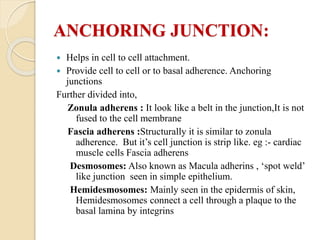 MICROCLIMATE PH AND CELL TIGHT JUNCTION.pptx