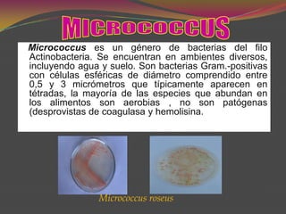 Micrococcus | PPTX