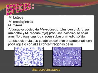 Micrococcus | PPTX