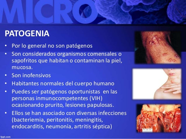 Micrococcus