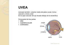 Endoftalmitis, Conjuntuvitis, Uveitis, Coriorretinitis. | PPTX