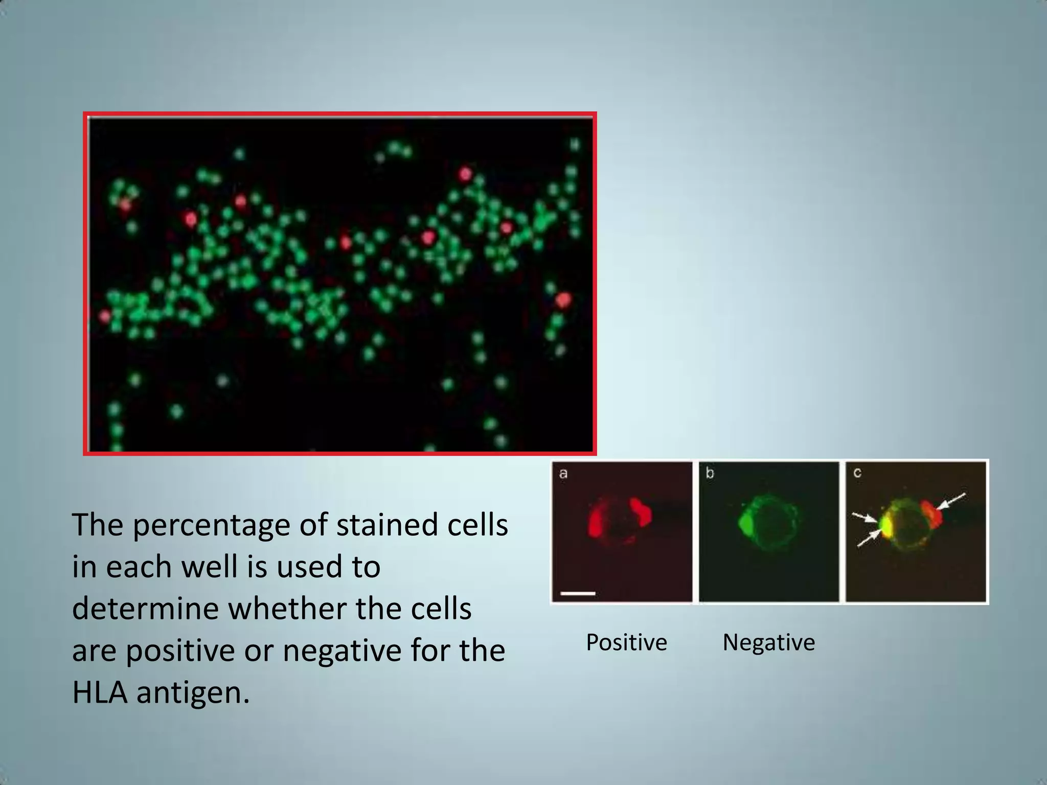 Microcytotoxicity | PPTX