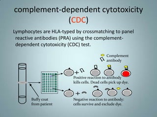 Microcytotoxicity | PPT