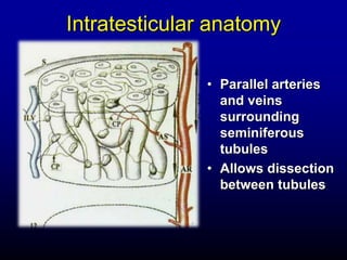 Microdissection testicular sperm extraction | PPTX