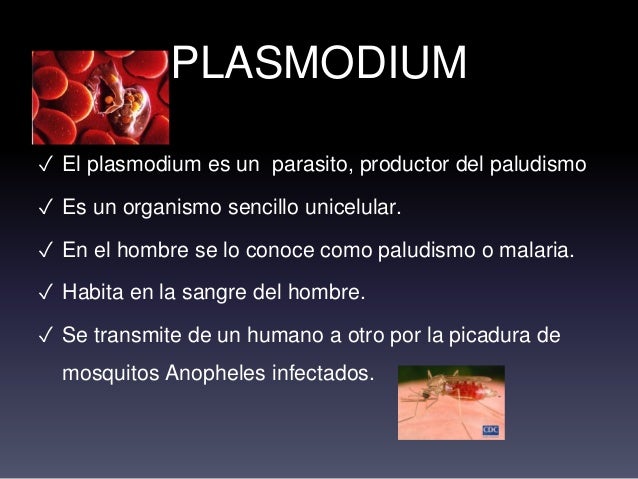 Plasmodium